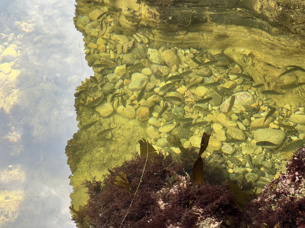 Zebra-perch Sea Chub from North Pacific Ocean, Newport Beach, CA, US on ...