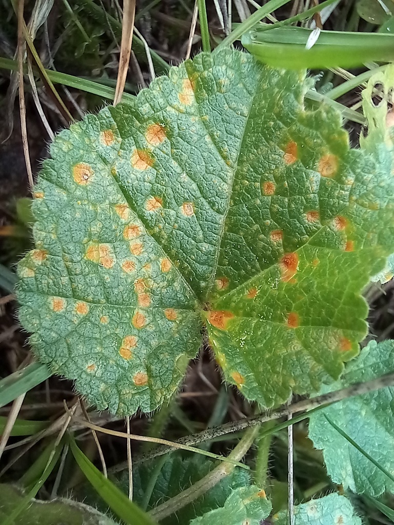 Hollyhock Rust from Parque Urbano de Ouressa on March 18, 2023 at 09:41 ...