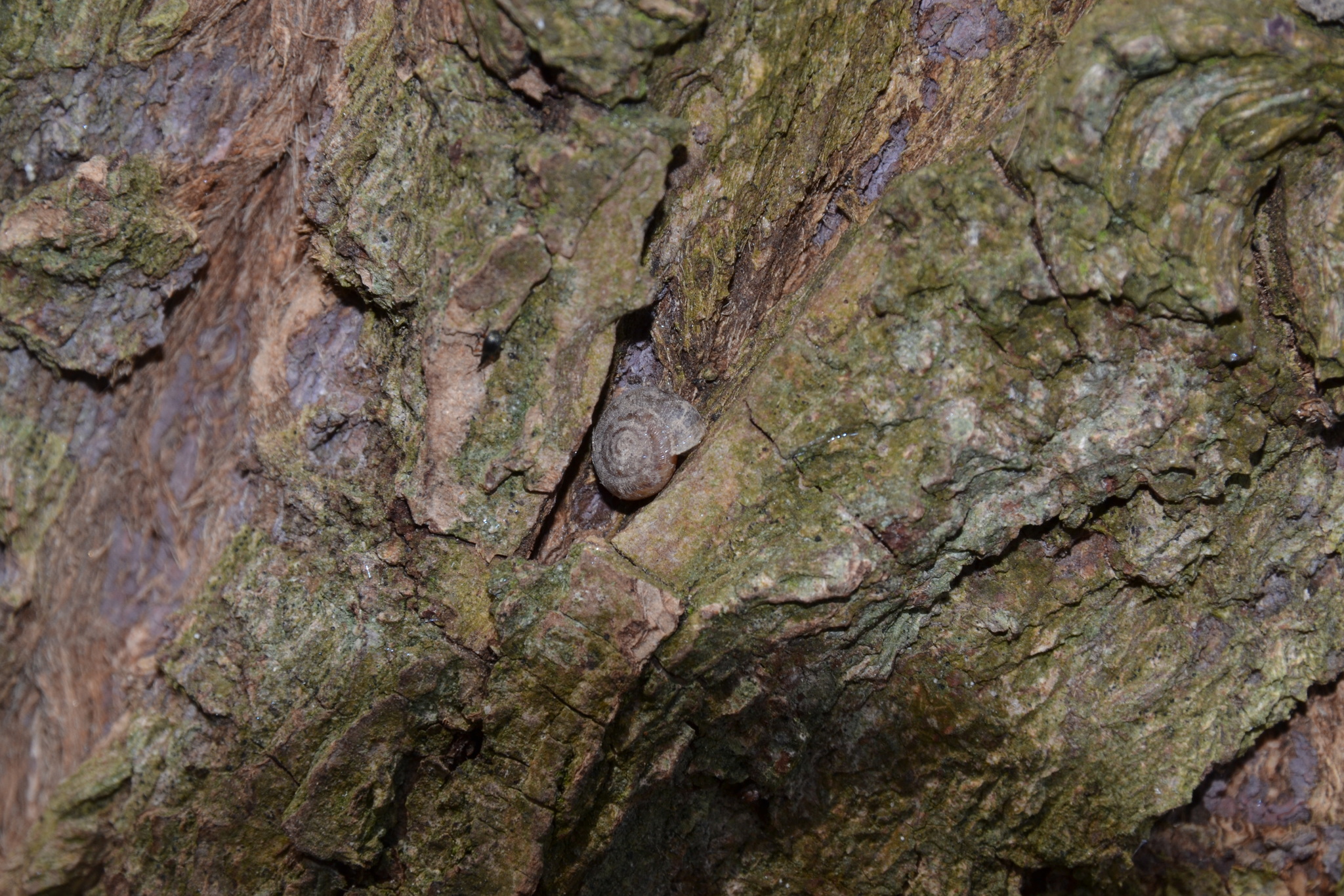 Trochulus hispidus (Linnaeus, 1758)