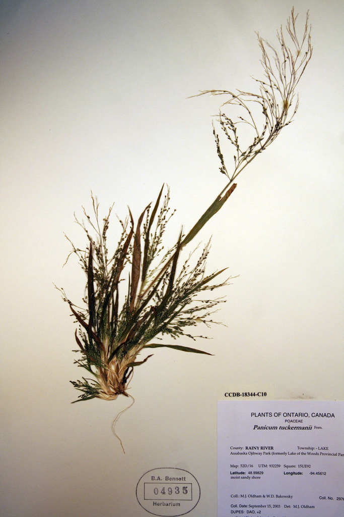 Philadelphia panic grass from Canada, Ontario, RAINY RIVER County ...