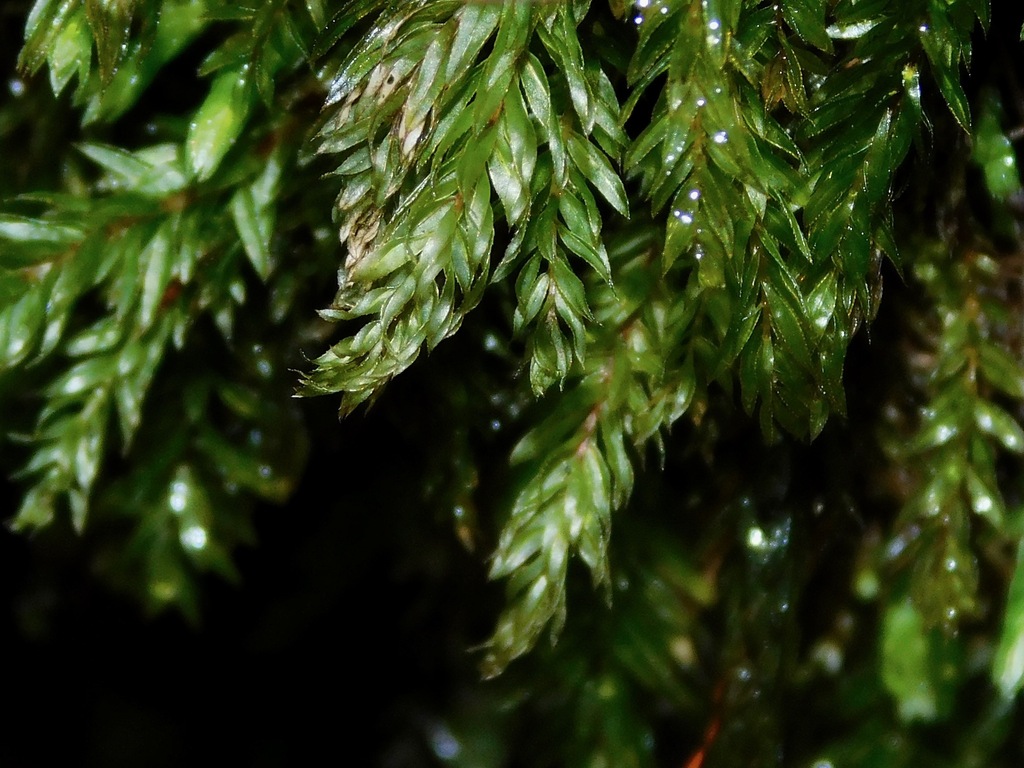 Horn Calcareous Moss (Mnium hornum) - Botanical Realm