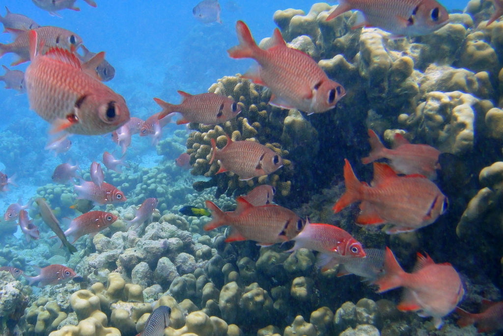 Soldier Fishes from Baa Atoll, Maldives on April 9, 2015 at 12:47 PM by ...