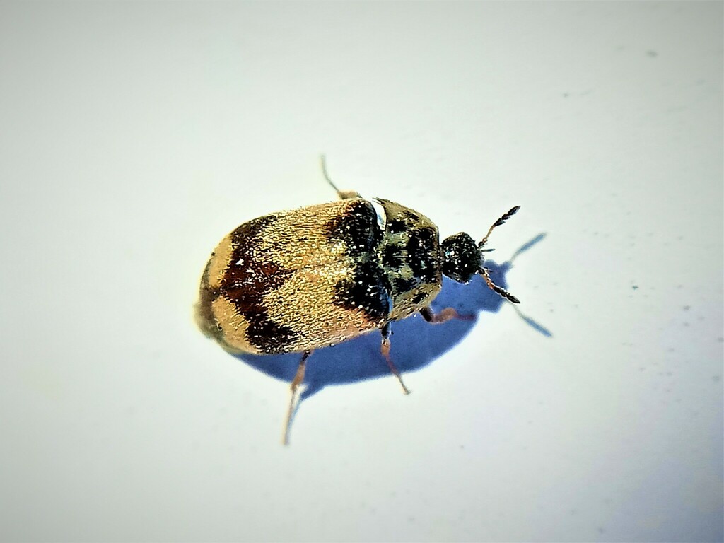 Attagenus bifasciatus from Ελληνικό, Ελλάδα on March 11, 2023 at 02:38 ...