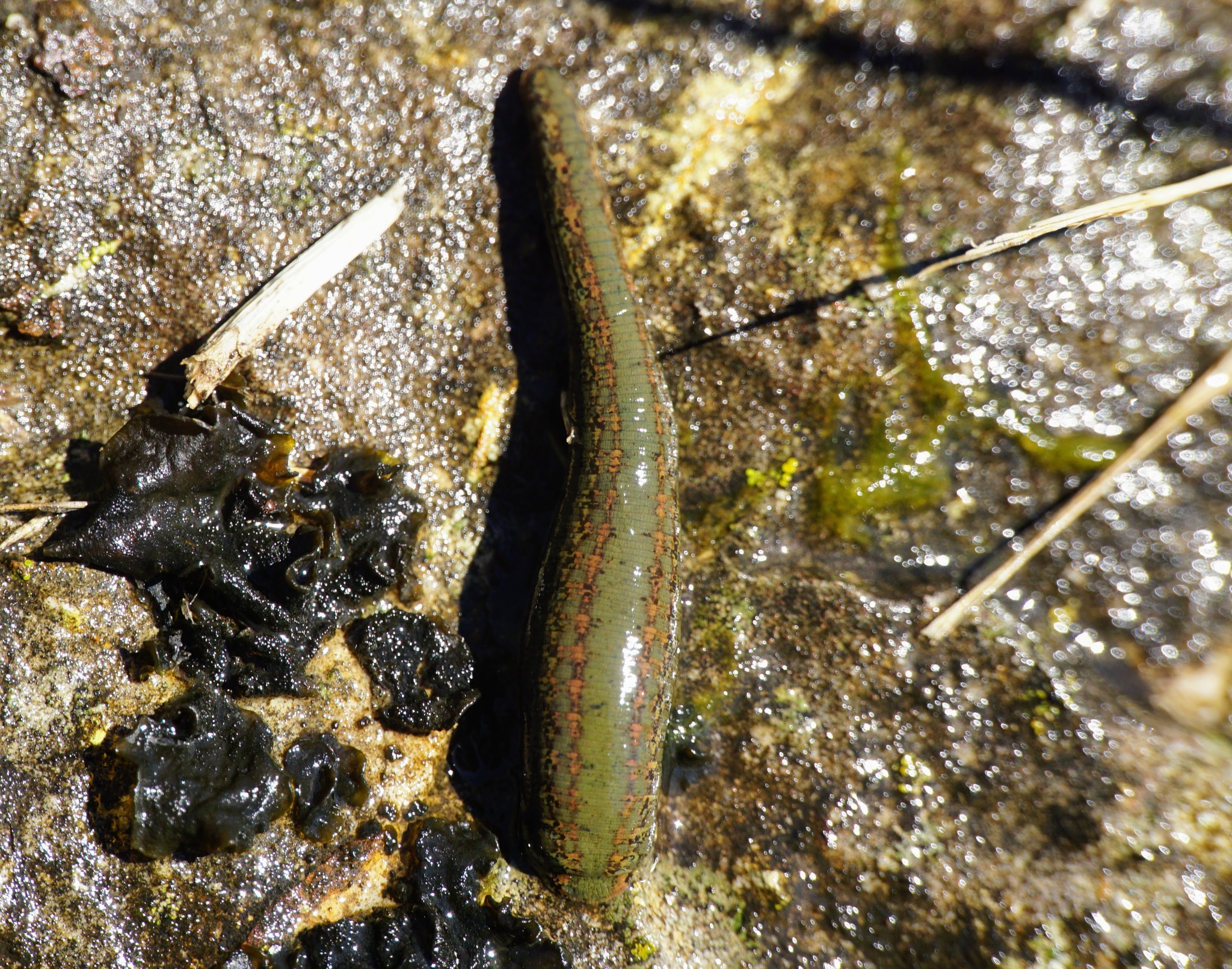 Hirudinidae