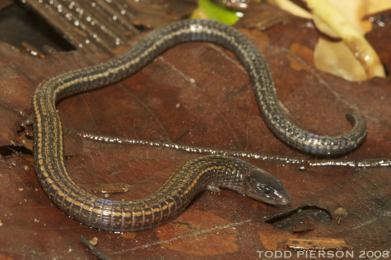 Bachia flavescens (Especies de Reptiles del Meta, Colombia) · iNaturalist