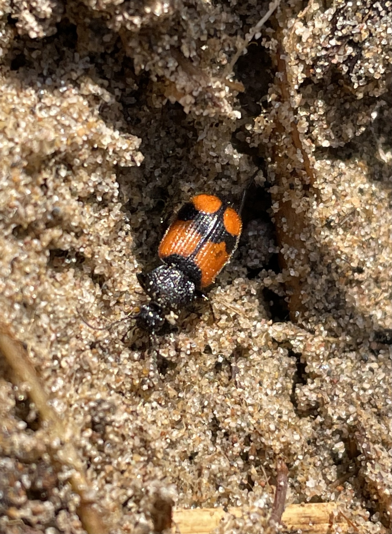 Panagaeus Latreille, 1802