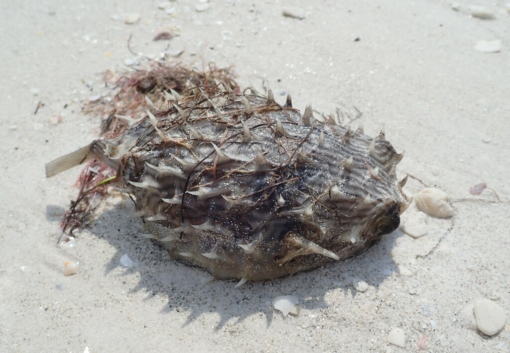 Striped Burrfish from Sarasota, FL, USA on March 8, 2023 at 12:37 PM by ...