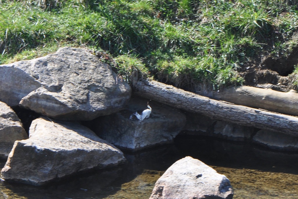 Eurasian Stoat from Klingnau, Schweiz on March 16, 2023 at 02:15 PM by ...
