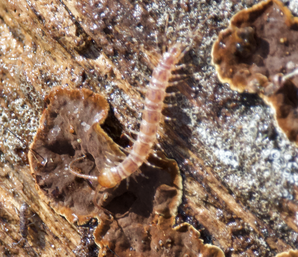 Lithobius variegatus Leach, 1814