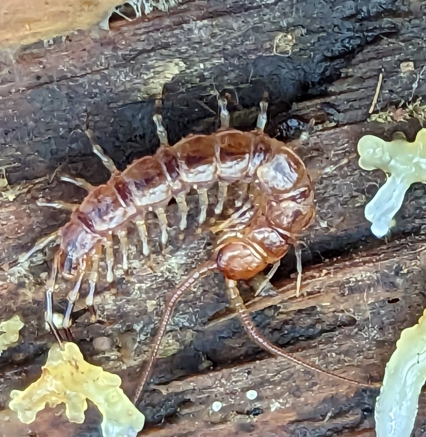 Lithobius variegatus Leach, 1814