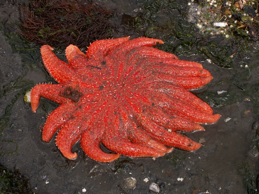 Sunflower Sea Star from Oak Bay, BC, Canada on January 1, 2004 by Val ...