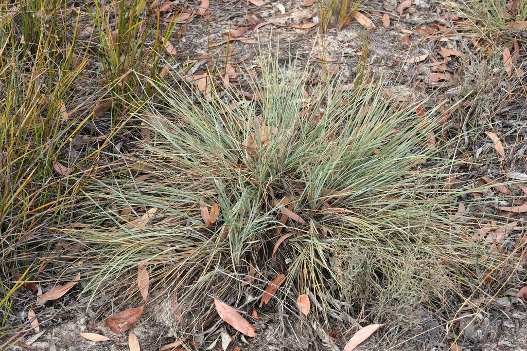 Pale Mat-rush from Gerang Gerung VIC 3418, Australia on March 1, 2023 ...
