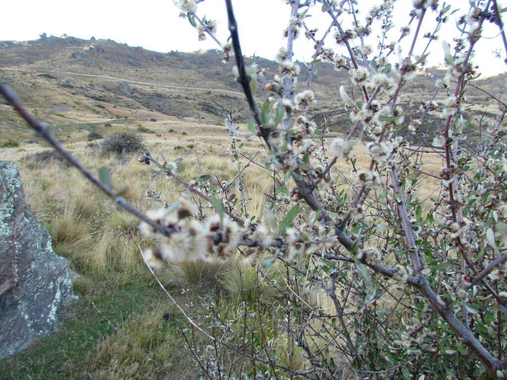 Olearia odorata from Cardrona, New Zealand on March 18, 2023 at 07:59 ...