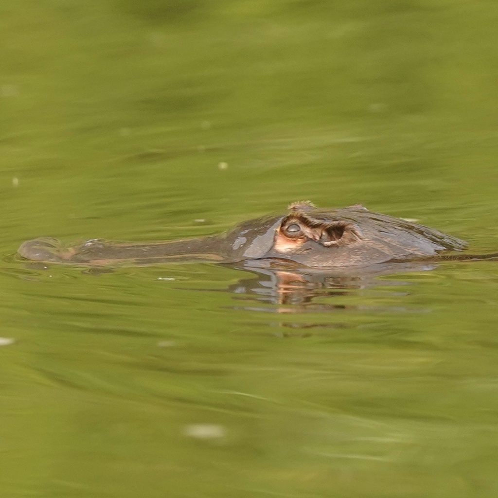 Platypus from Mary River, Kenilworth, QLD, AU on March 18, 2023 at 06: ...