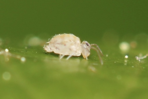 Bourletiella juanitae · iNaturalist United Kingdom