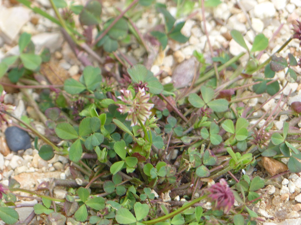 Carolina clover from Bastrop County, TX, USA on March 16, 2023 at 09:26 ...