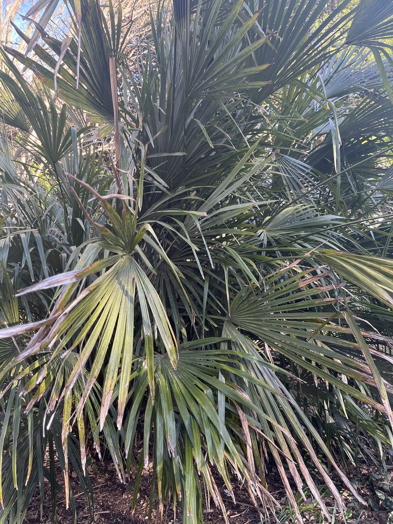 needle palm from Beryl Rd, Raleigh, NC, US on March 18, 2023 at 05:07 ...