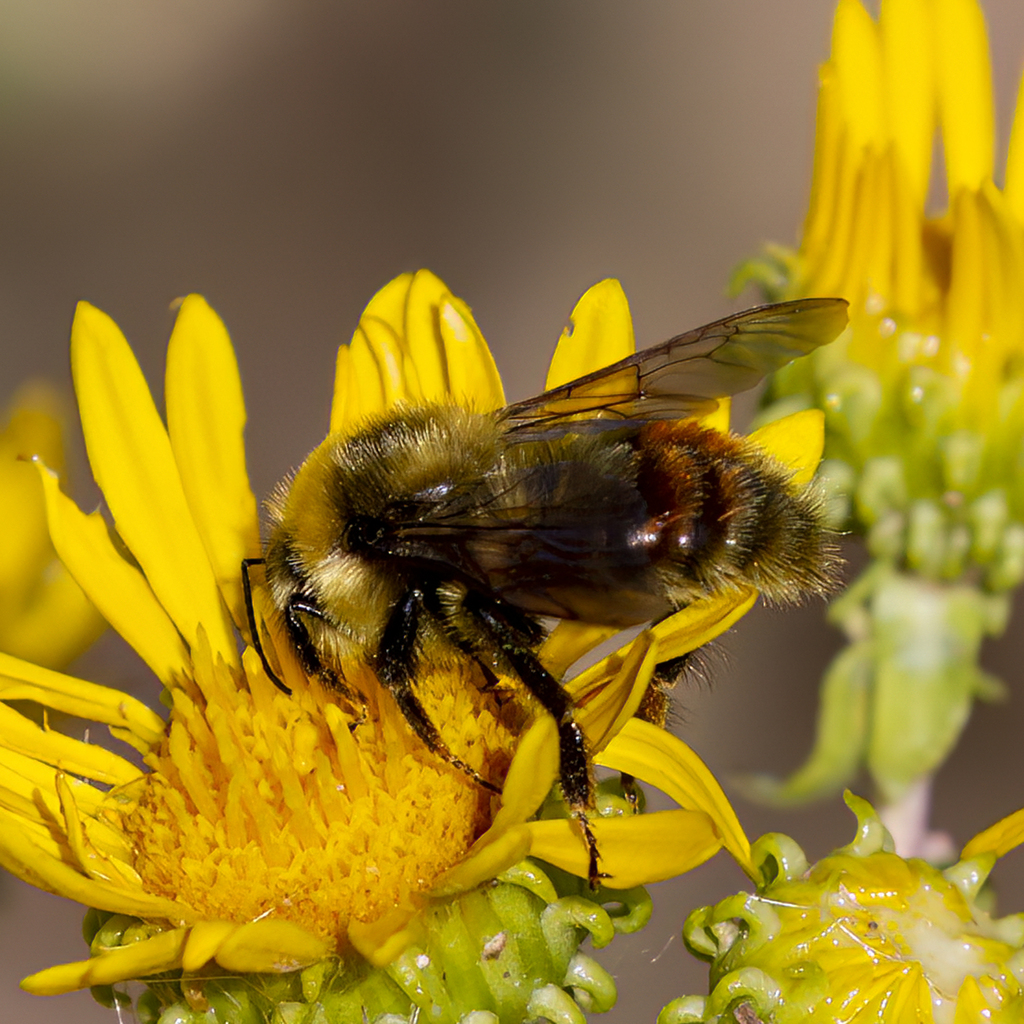 Hunt's Bumble Bee from 6 miles SE of Meeker, Rio Blanco County, CO, USA ...