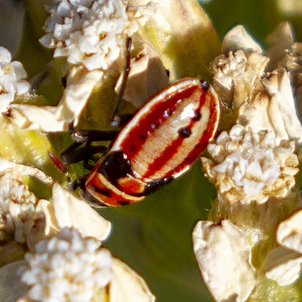 Small Milkweed Bug from 6 miles SE of Meeker, Rio Blanco County, CO ...