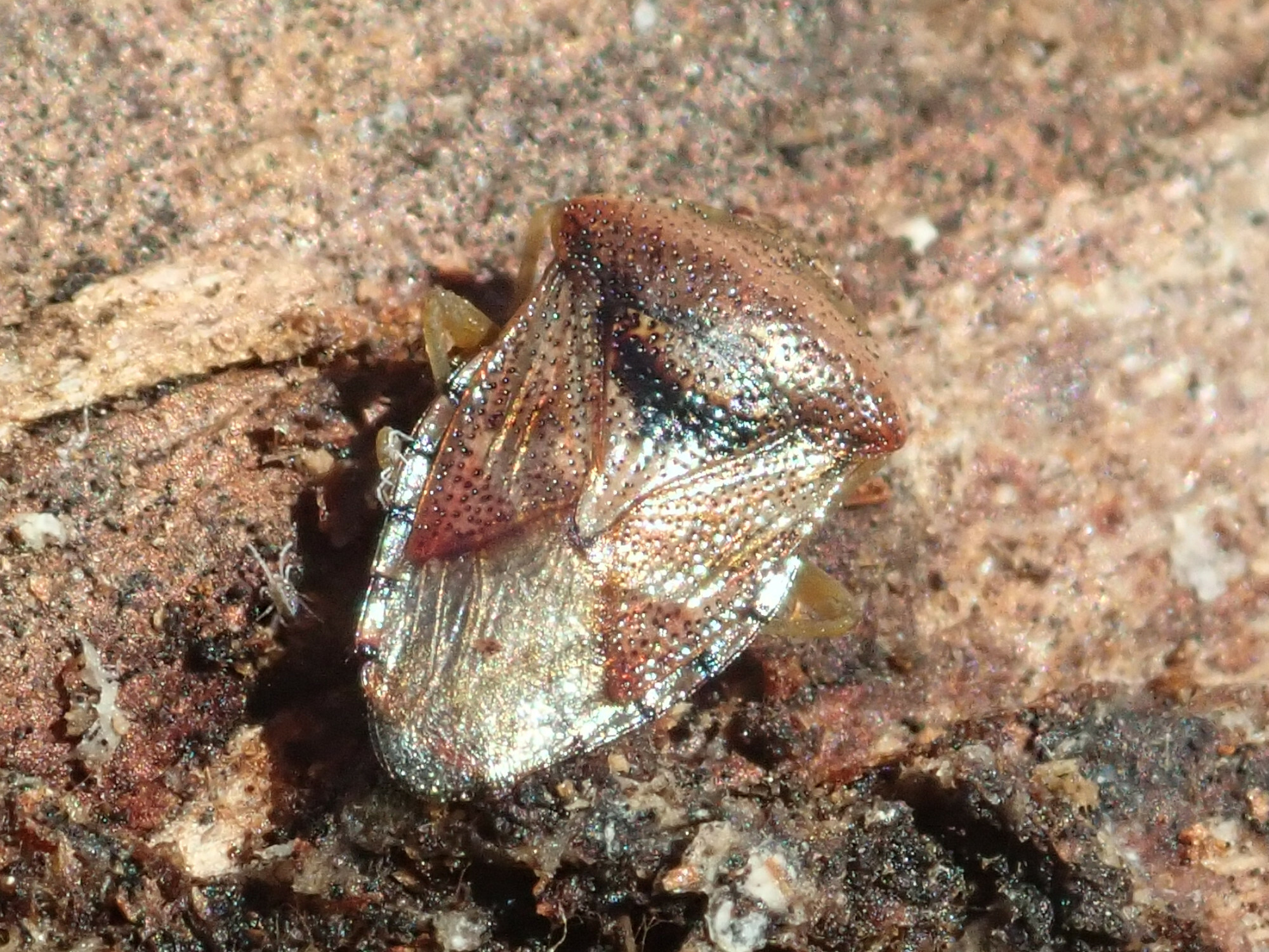 Elasmucha grisea (Linnaeus, 1758)