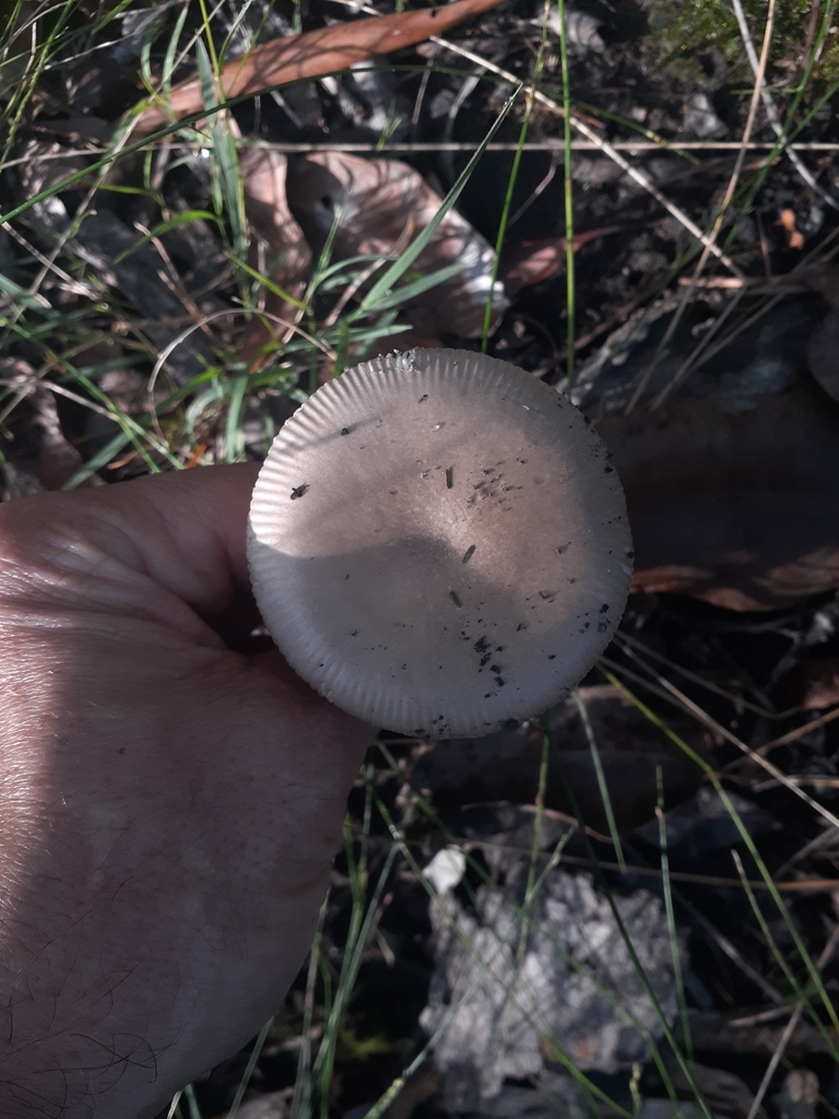 Amanita Sect. Phalloideae from Yatte Yattah NSW 2539, Australia on ...