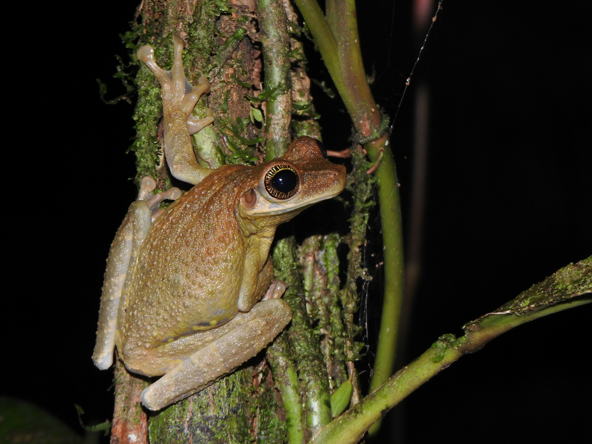 Osteocephalus taurinus Steindachner, 1862