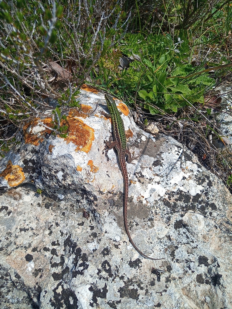 Sicilian Wall Lizard in March 2023 by Mika · iNaturalist