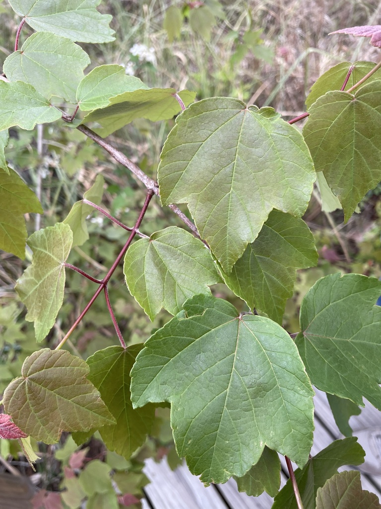red maple from Gautier, MS, US on March 18, 2023 at 02:12 PM by frank08 ...