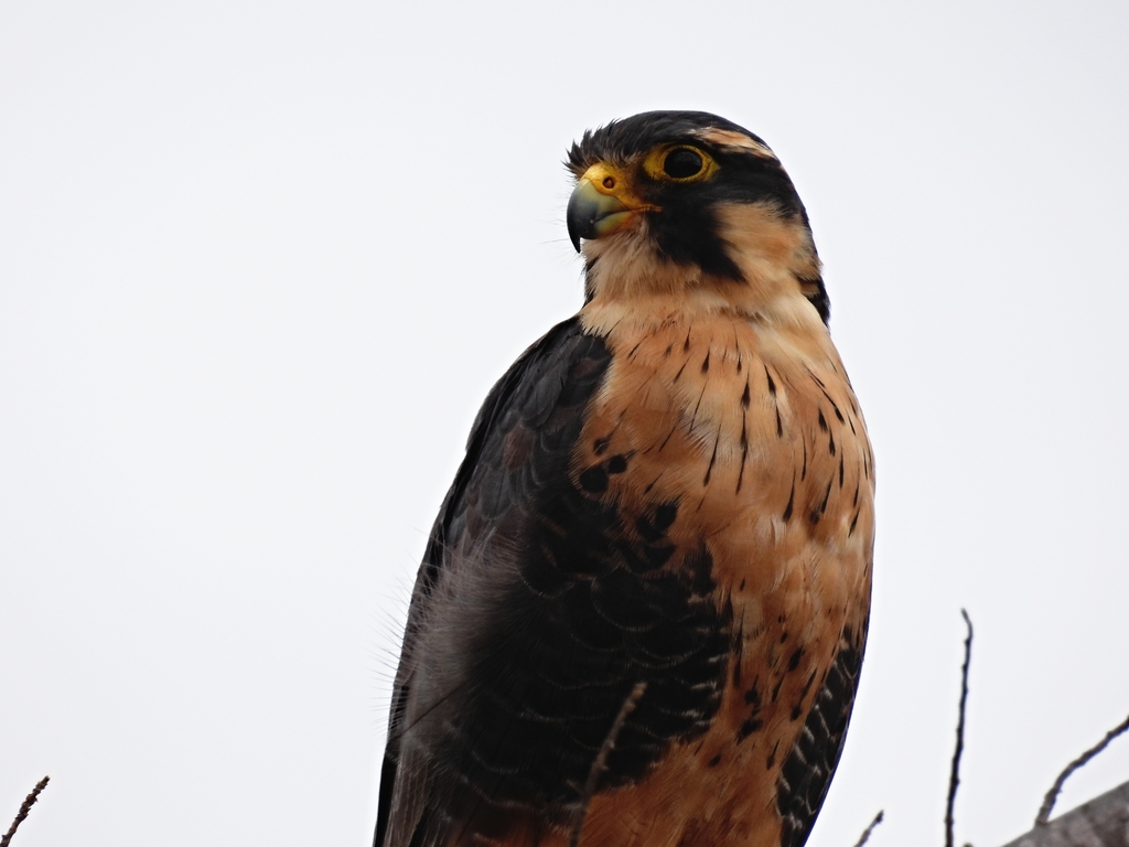 Aplomado Falcon from Provincia de Anta, Perú on January 18, 2023 at 12: ...