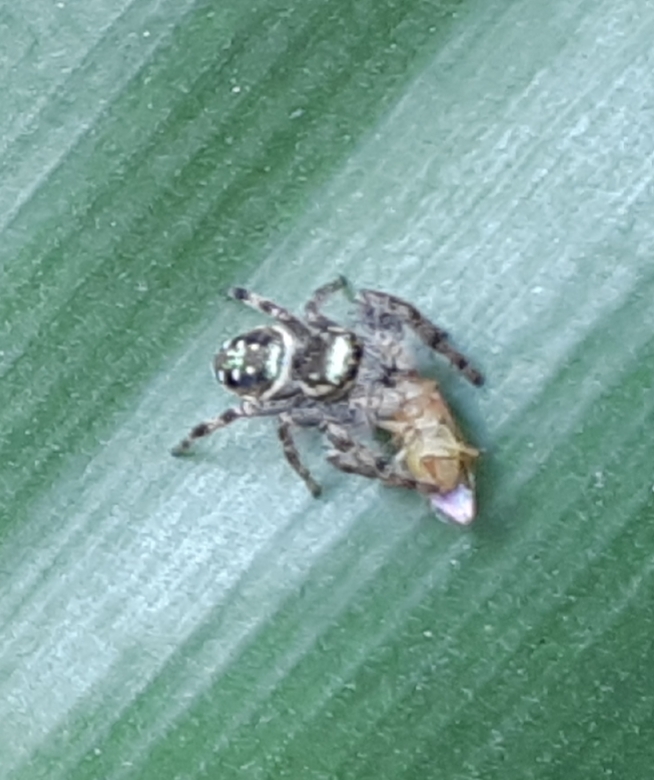 Paraphidippus F.O.Pickard-Cambridge, 1901