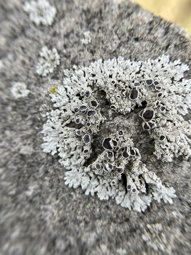 black-eyed rosette lichen from S Willard St, Pittsburgh, PA, US on ...