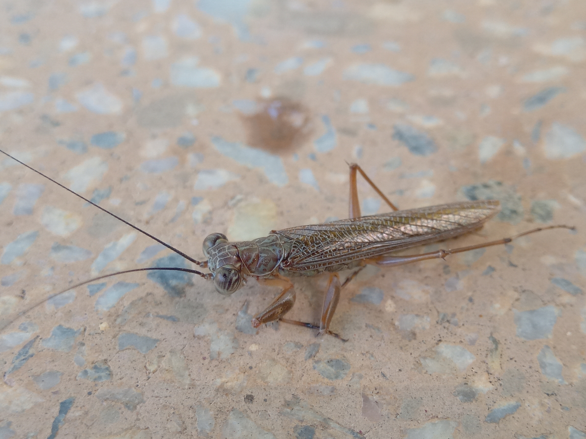 Mantoida brunneriana Saussure, 1871