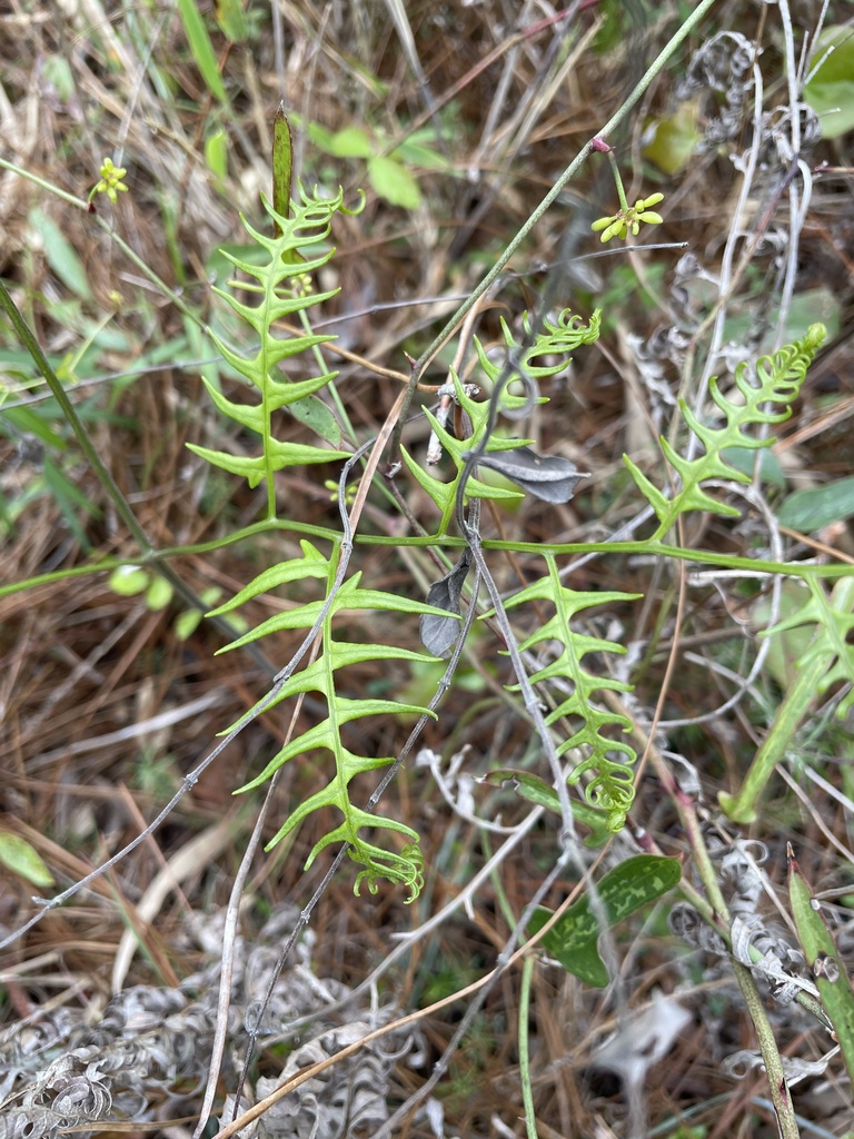 Tailed Bracken Fern from Gautier, MS, US on March 18, 2023 at 02:35 PM ...