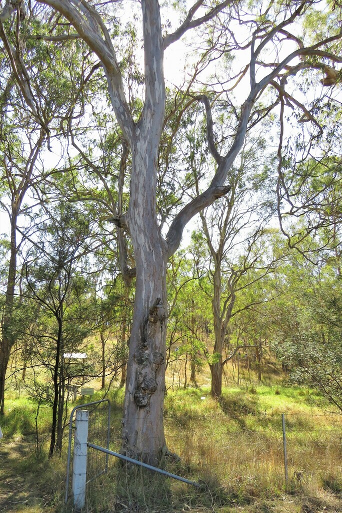 Forest red gum from Bemboka NSW 2550, Australia on March 18, 2023 at 10 ...