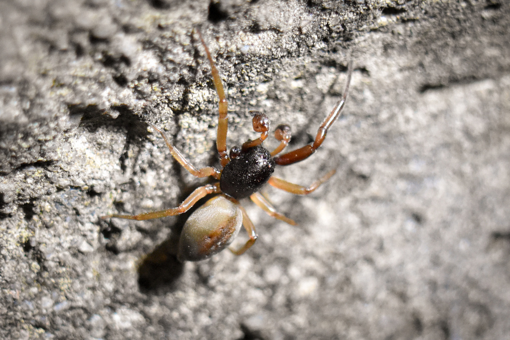 Trachelas from Parque Nacional El Tepozteco, Tepoztlán, MOR, MX on ...