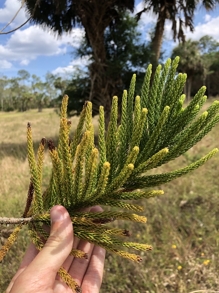 Cook pine from Jupiter, FL, US on March 18, 2023 at 03:00 PM by Isaiah ...