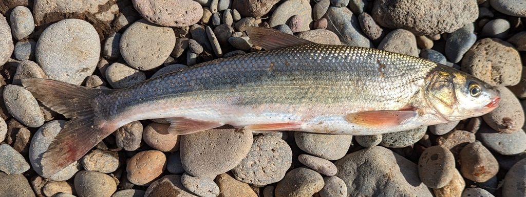 Peamouth from Irish Bend County Park on March 18, 2023 at 10:47 AM by ...
