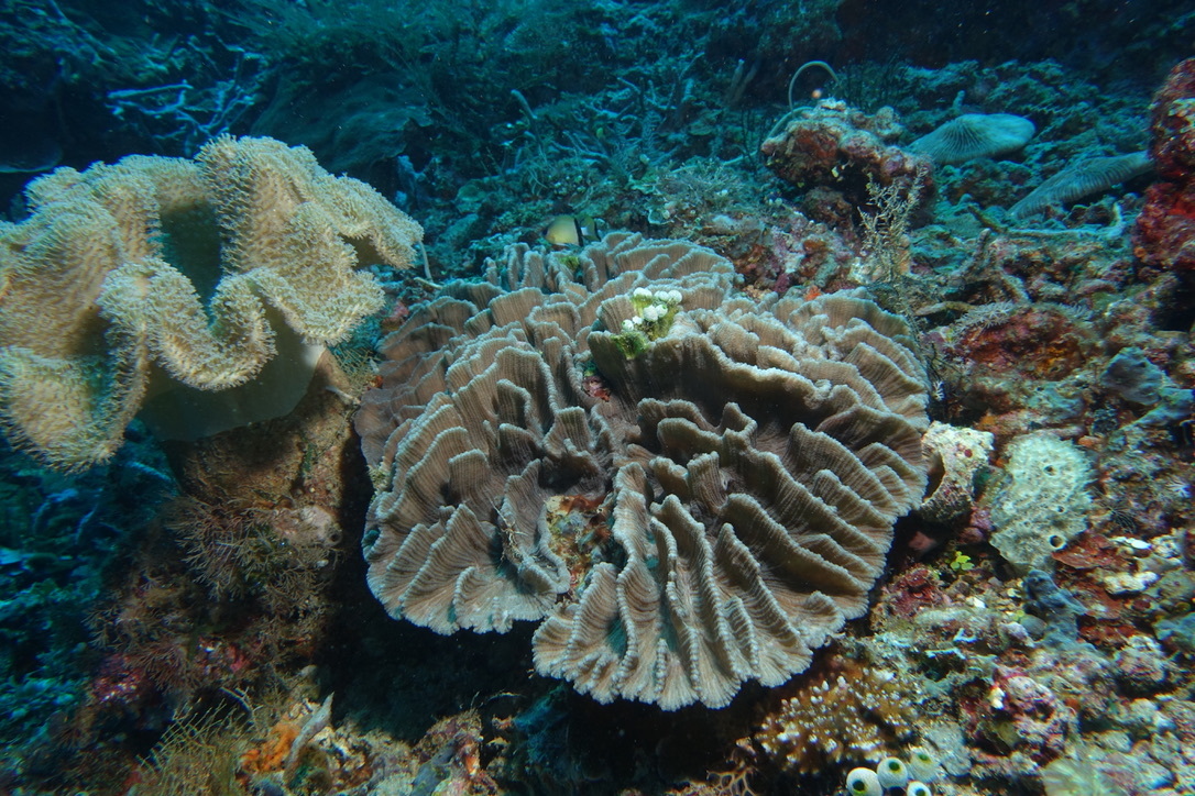 Pectinia lactuca (Pallas, 1766)