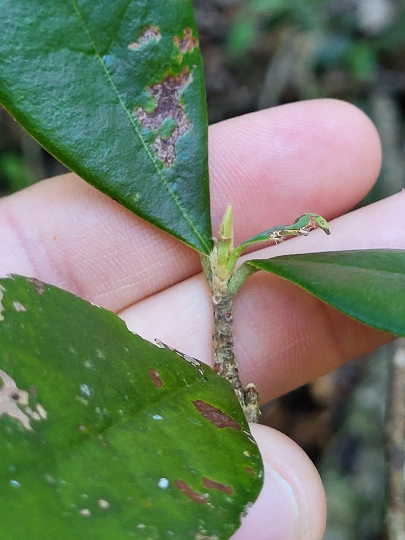 Daphnopsis Mart. & Zucc.