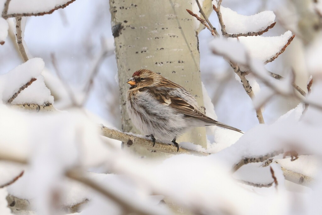 Common Redpoll from Vanier Woods East Red Deer Alberta Canada on ...