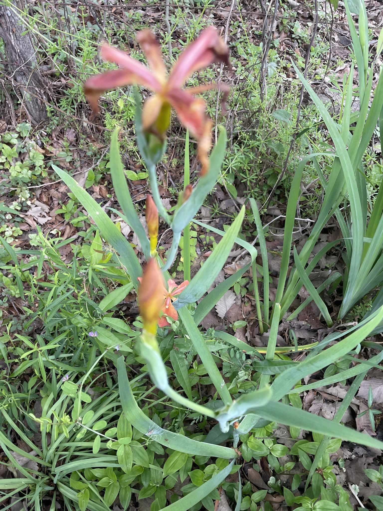 Iris fulva Ker Gawl.