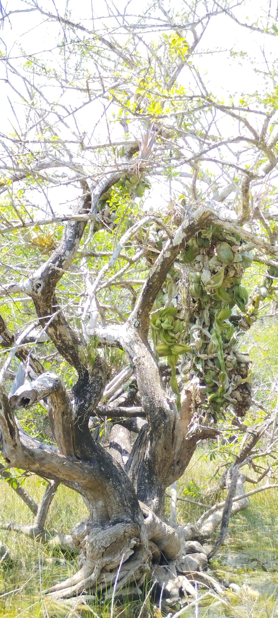 Deamia testudo (Karw.) Britton & Rose