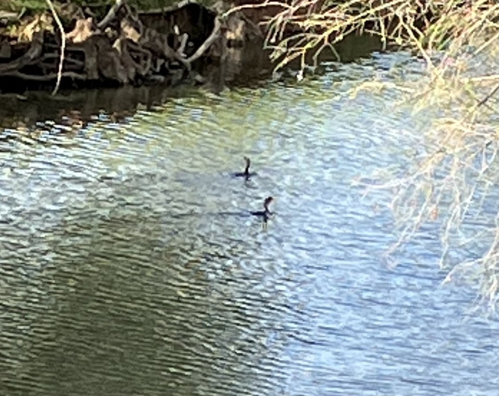 Neotropic Cormorant from Baylor University, Waco, TX, US on March 18 ...