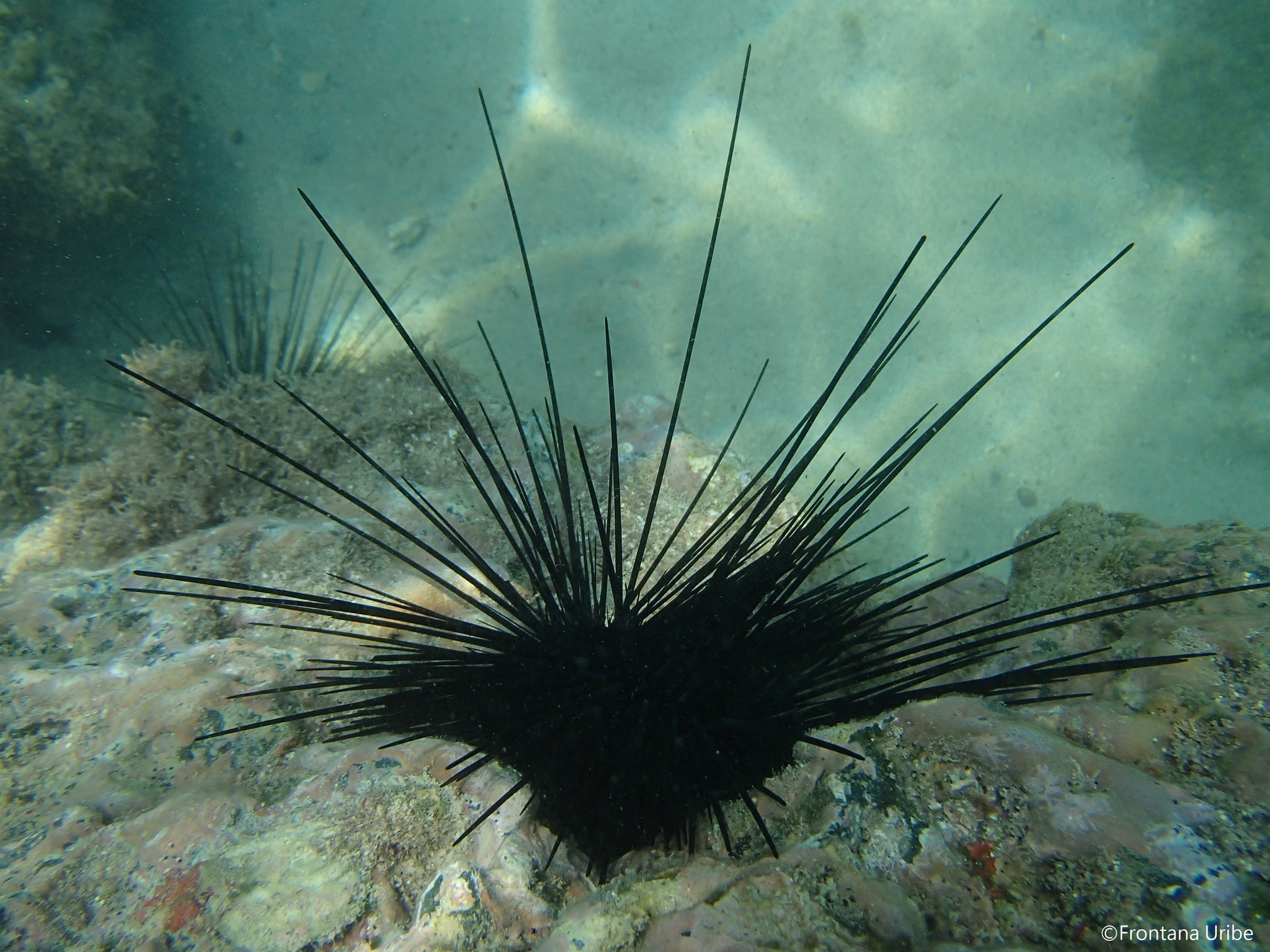Diadema mexicanum A.Agassiz, 1863