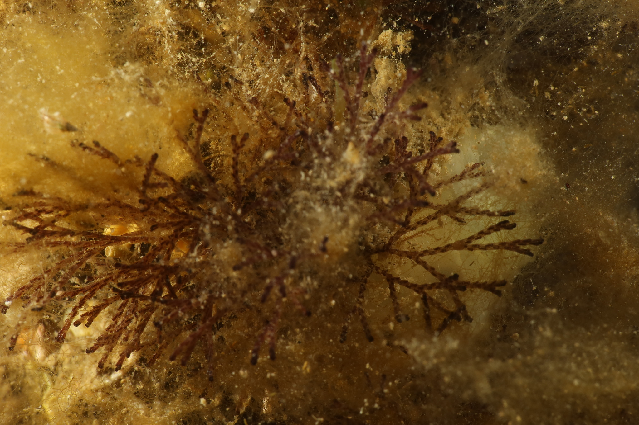 Bugula neritina (Linnaeus, 1758)