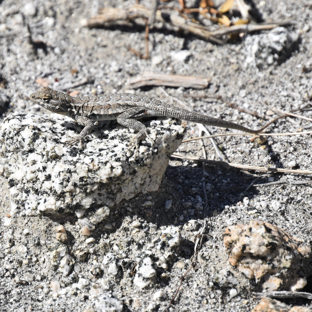 Western Side-blotched Lizard from Riverside County, CA, USA on March 17 ...