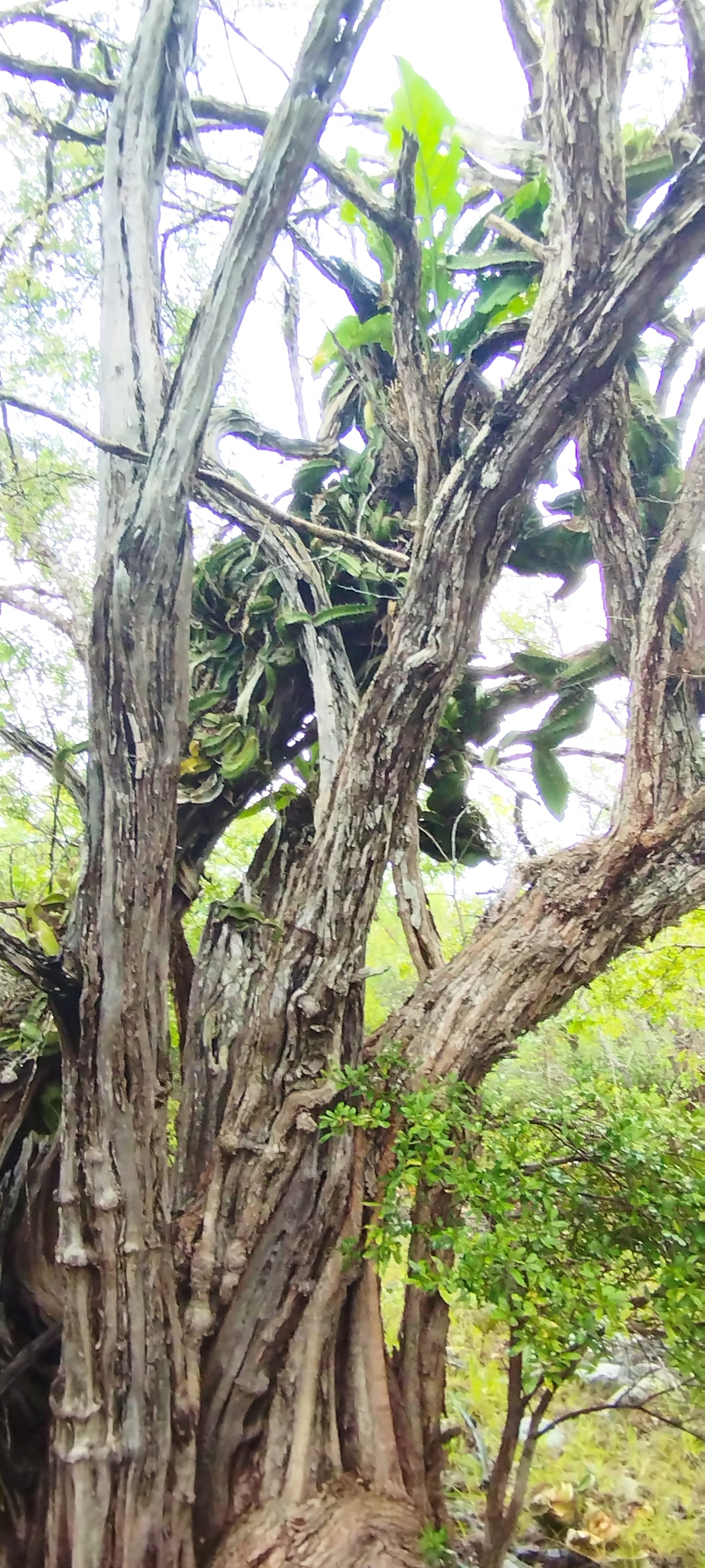 Deamia testudo (Karw.) Britton & Rose