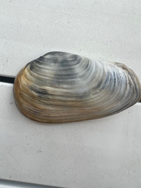 New Zealand Geoduck from Bay of Plenty, New Zealand on March 19, 2023 ...