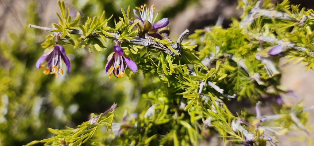 Texas lignum-vitae from Burro Mesa Pouroff on March 15, 2023 at 03:27 ...