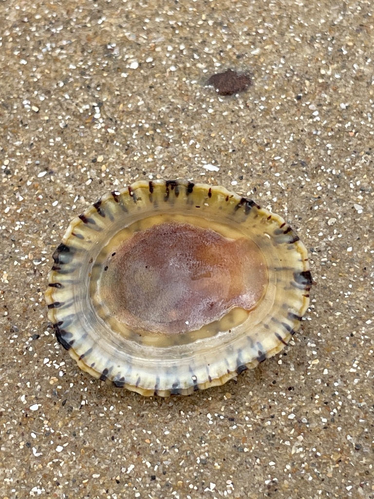 Variegated limpet from Frankston Beach, Frankston, VIC, AU on March 19 ...